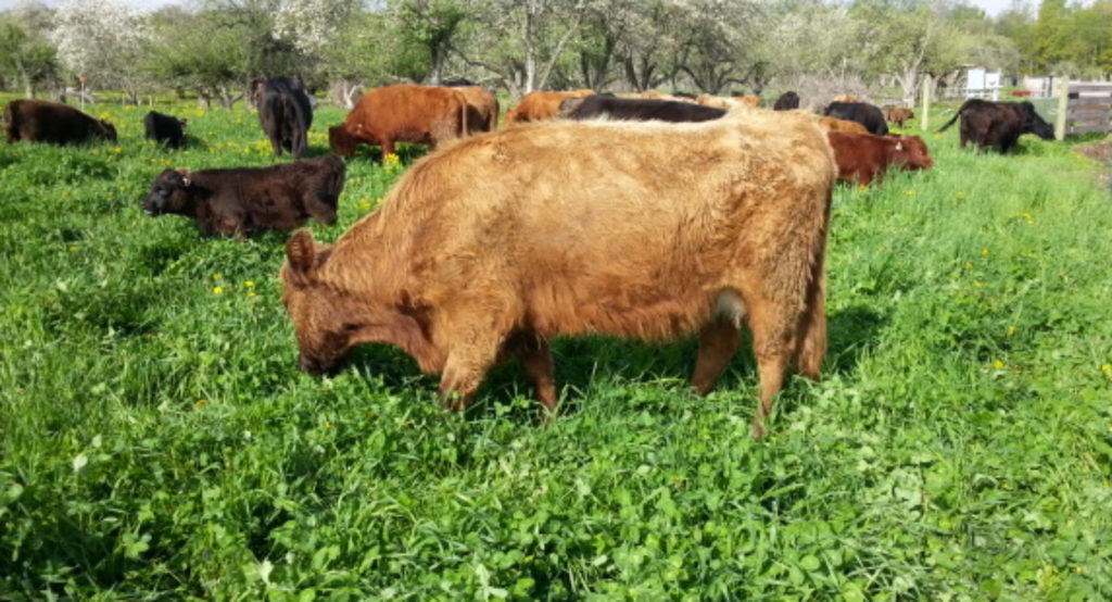 Chondrodysplasia (short leg) – Lakeport Dexter Farm