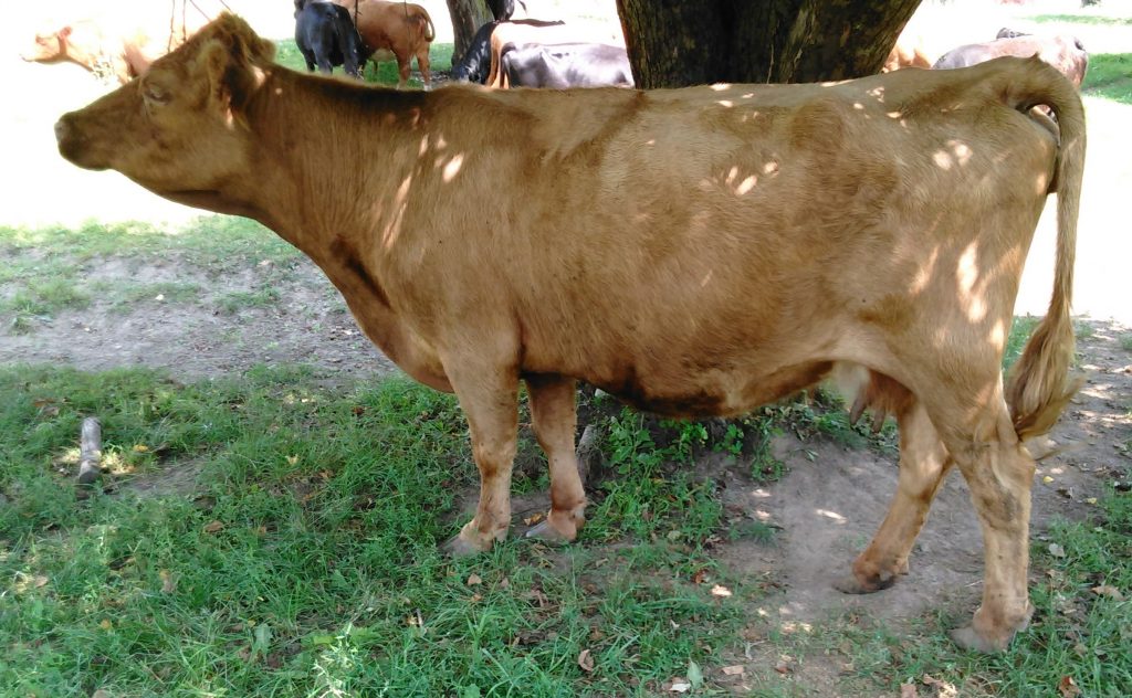 Long leg cows – Lakeport Dexter Farm