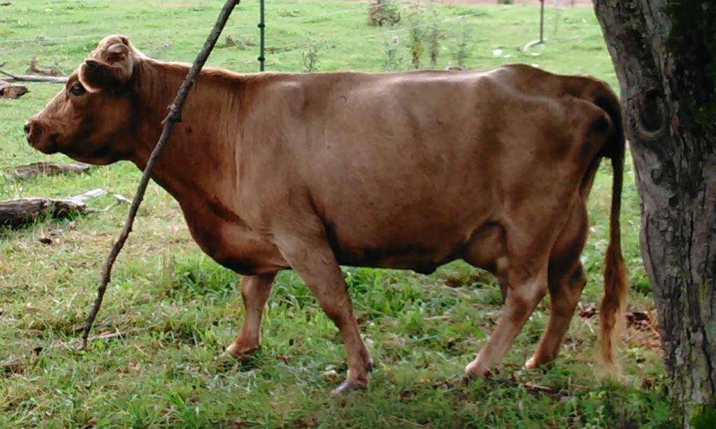 Traditional lines cows – Lakeport Dexter Farm